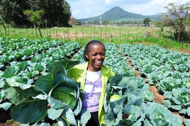 Firm targets over 10,000 Kenyan farmers in a multi-billion project ...