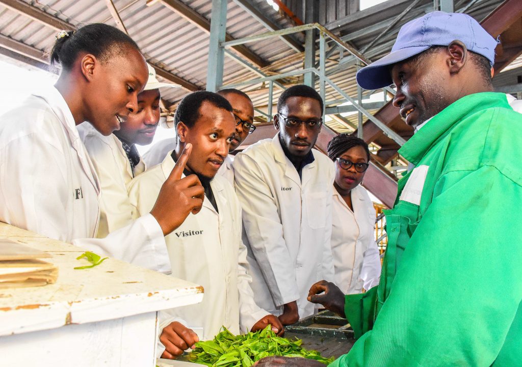 Tea agency taps varsity graduates to bolster efficiency – Financial ...