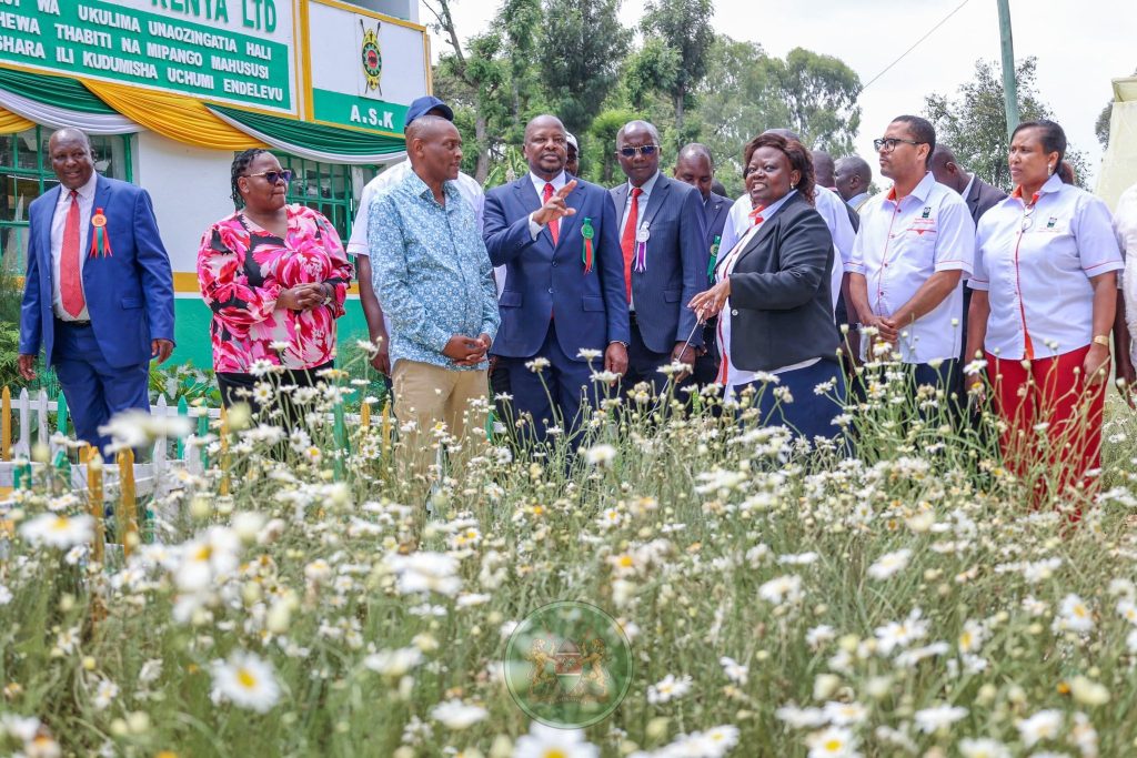 Plans to revive pyrethrum sector with a million seedlings – Financial ...