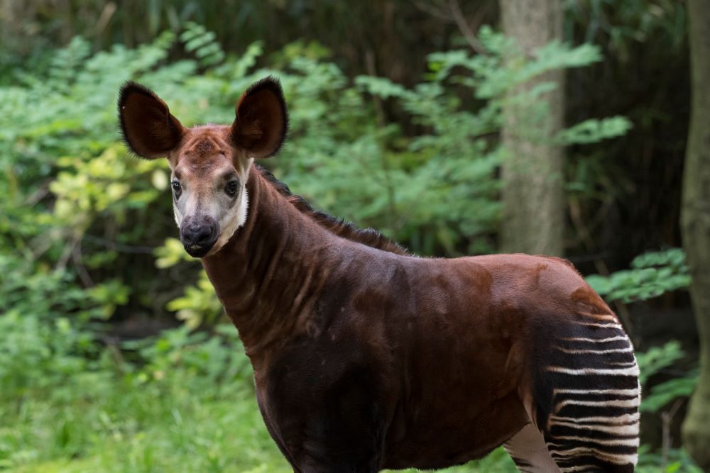 The Okapi, Congo’s hidden “forest jewel”, now protected thanks to ...